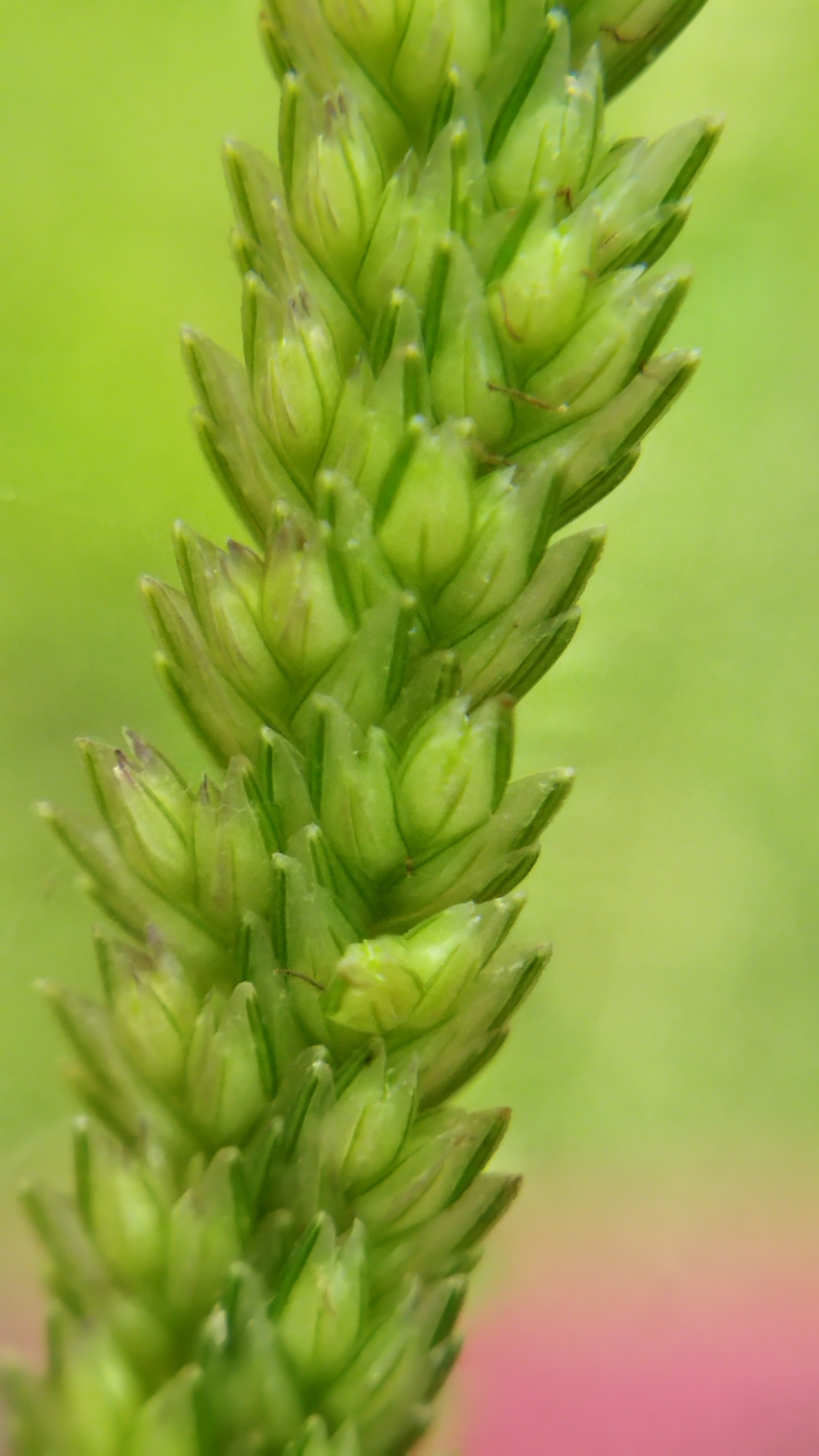 Indian goosegrass – Native Plants