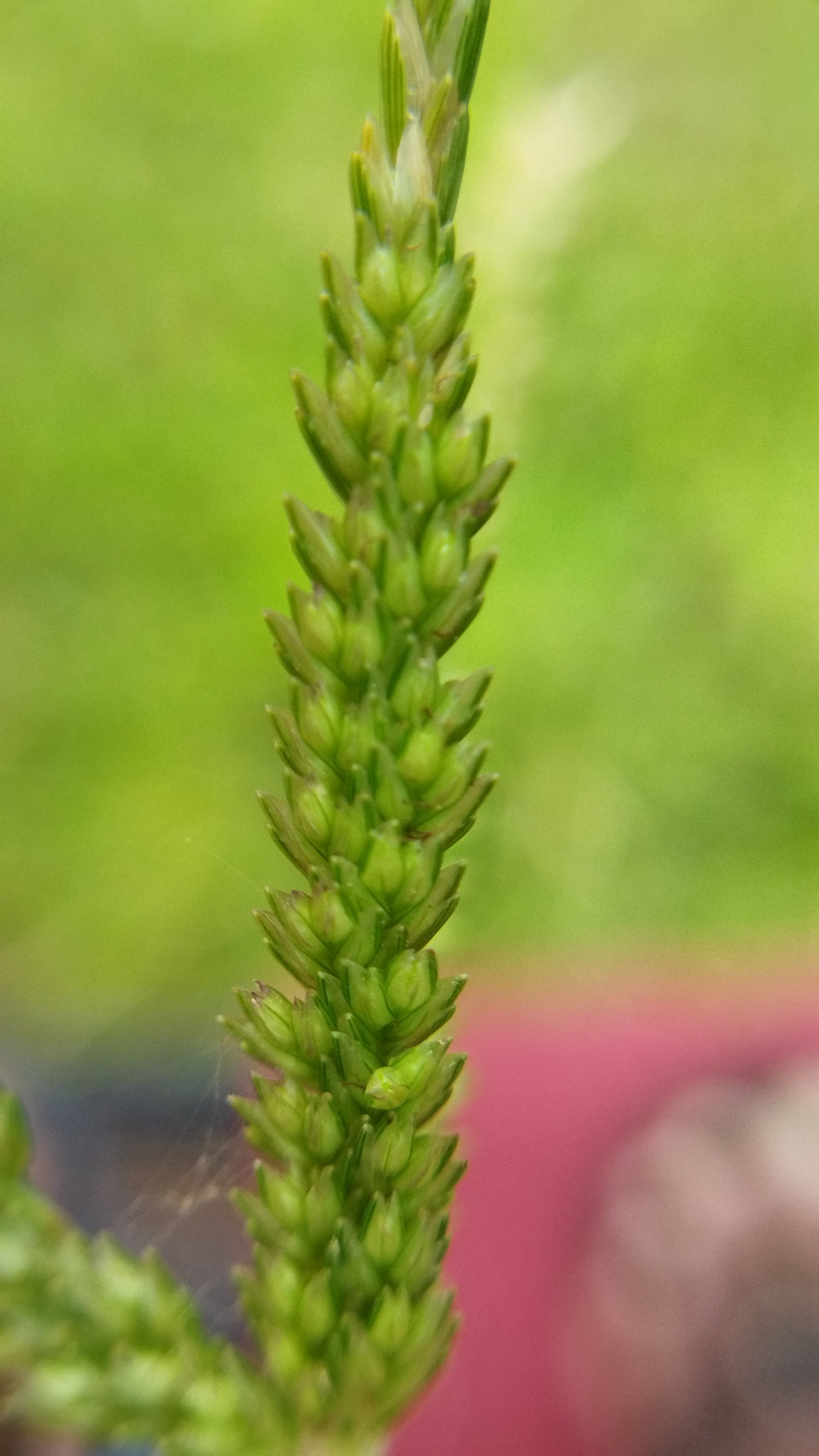 Indian goosegrass – Native Plants