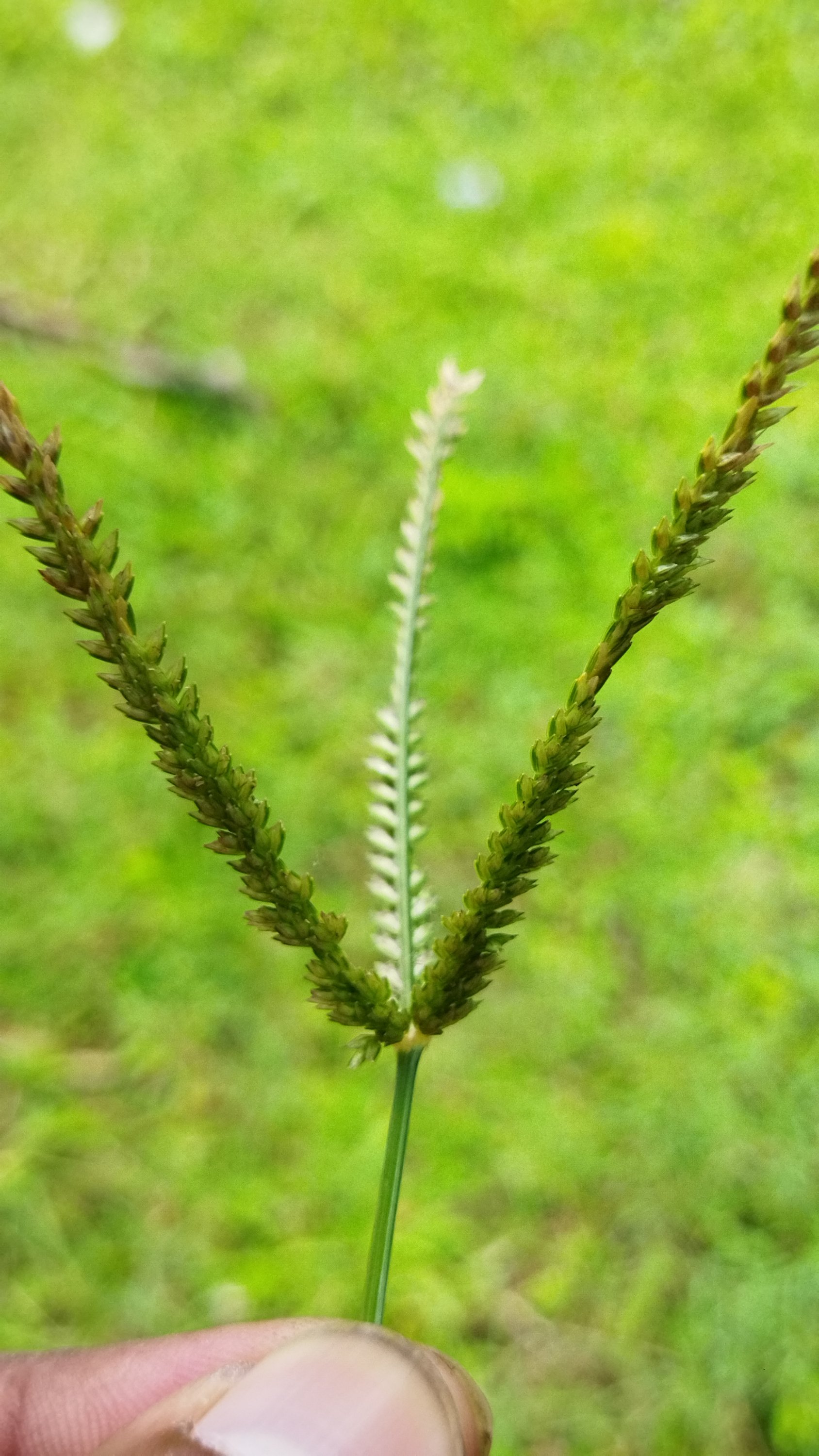 Indian goosegrass – Native Plants
