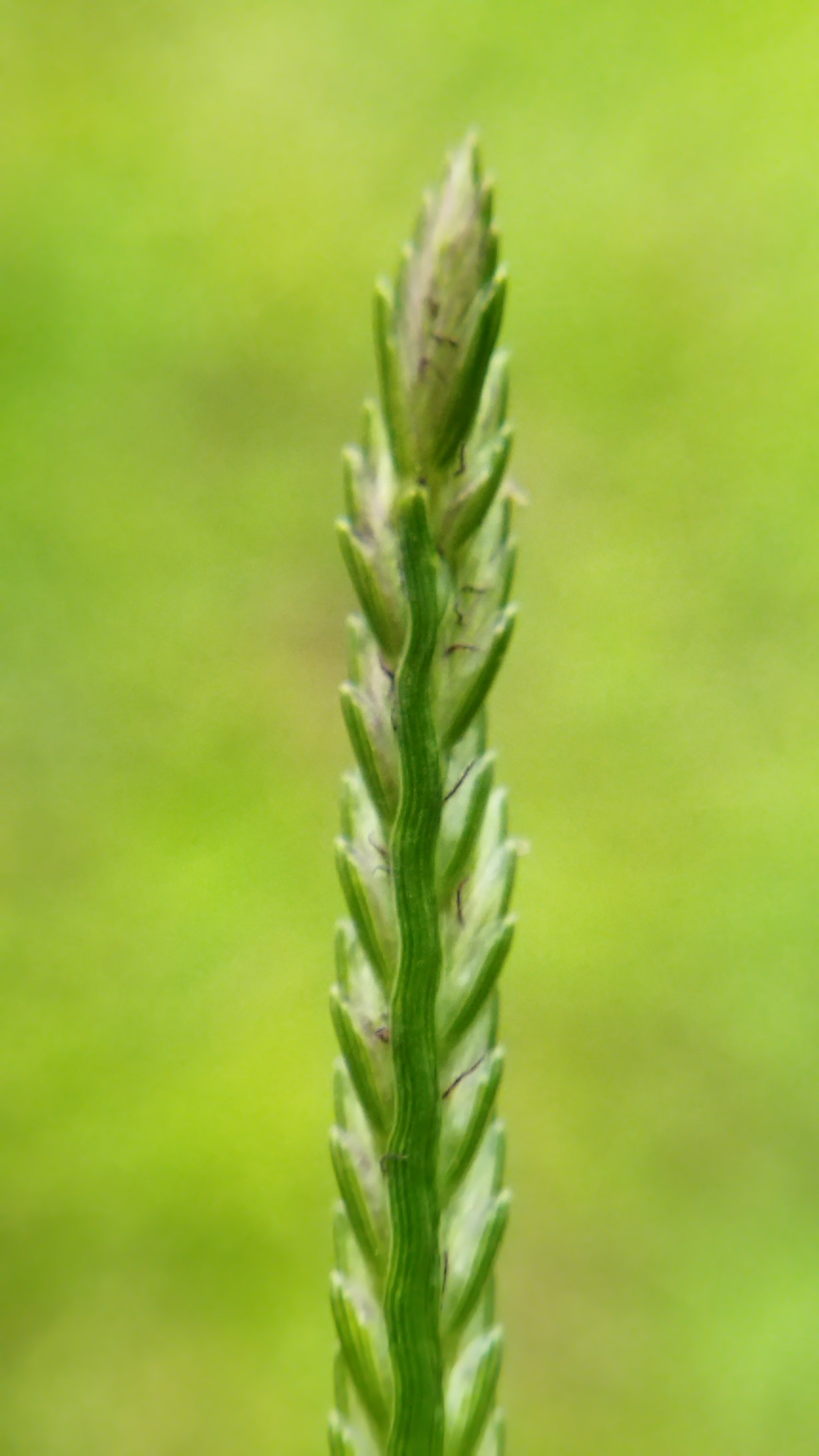 Indian goosegrass – Native Plants