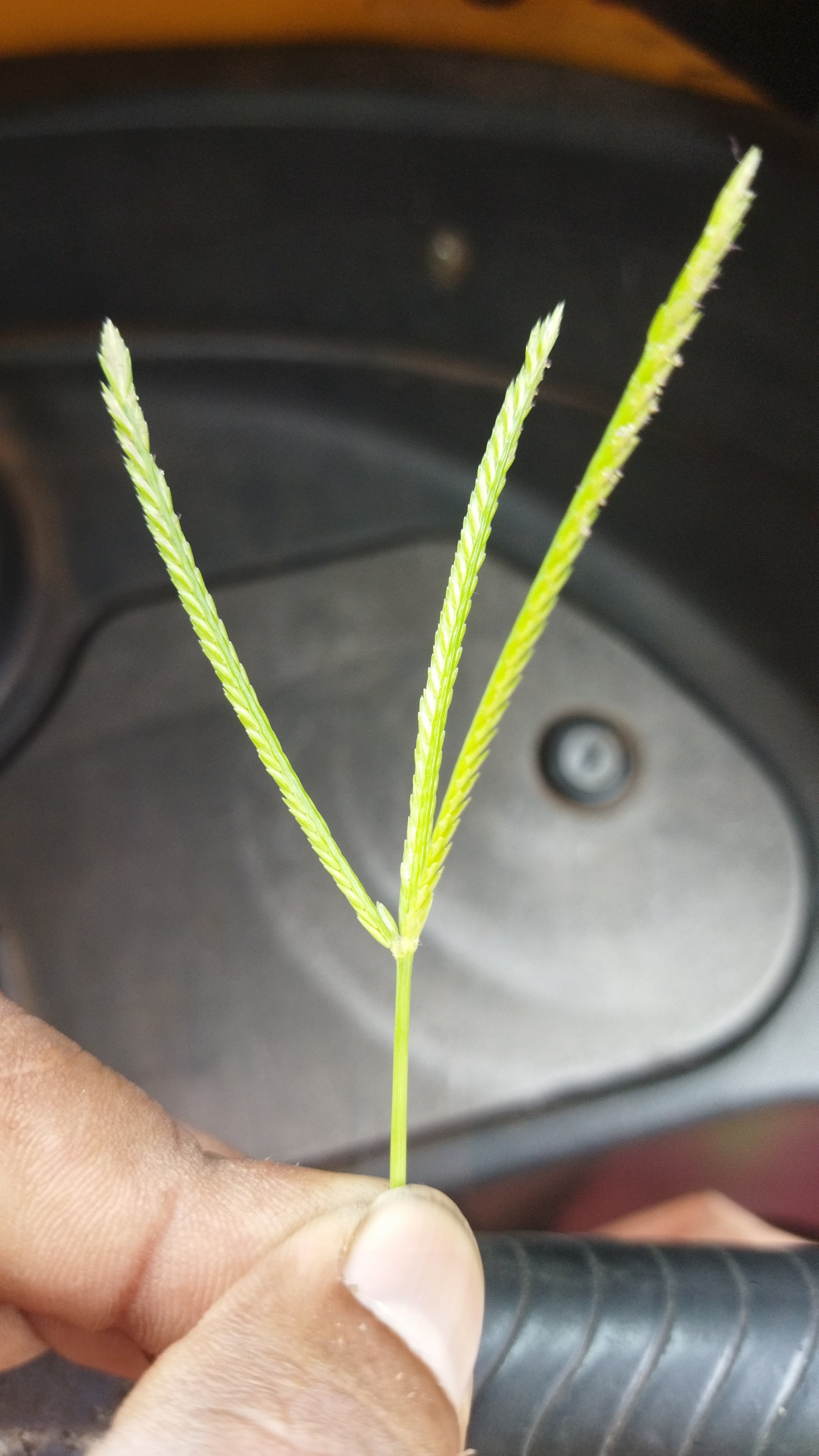 Indian goosegrass – Native Plants