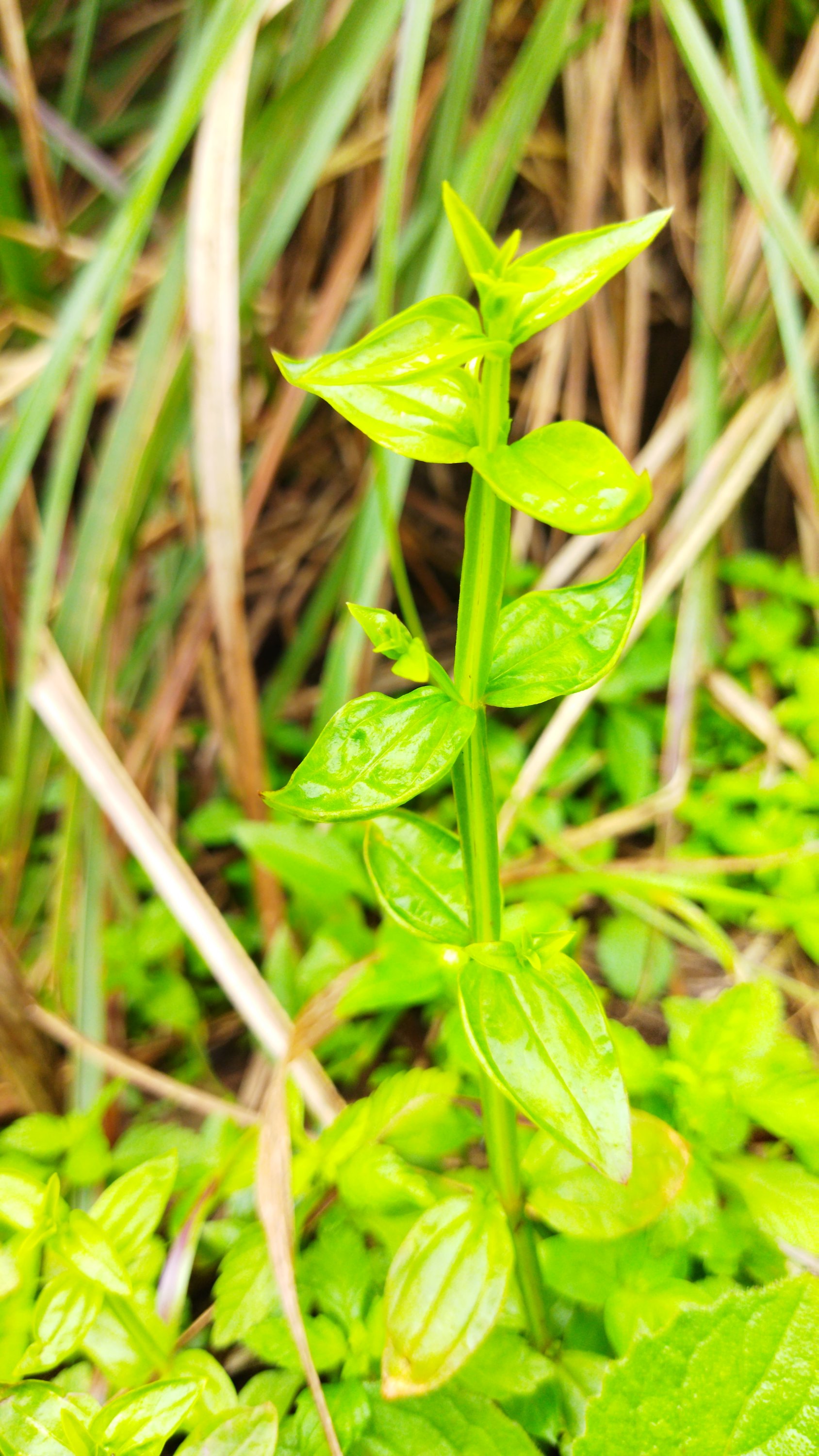 Exacum sp (Gentianaceae) – Native Plants
