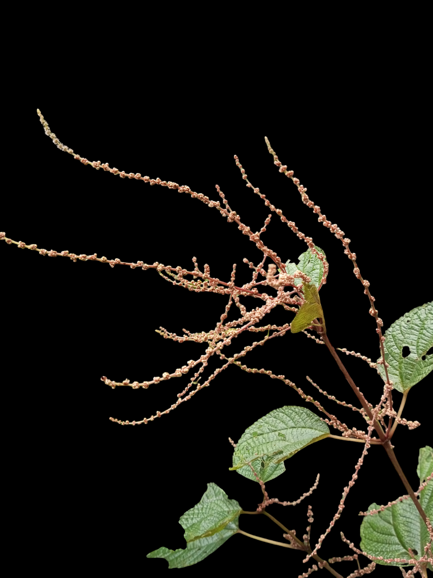 False Nettle – Native Plants