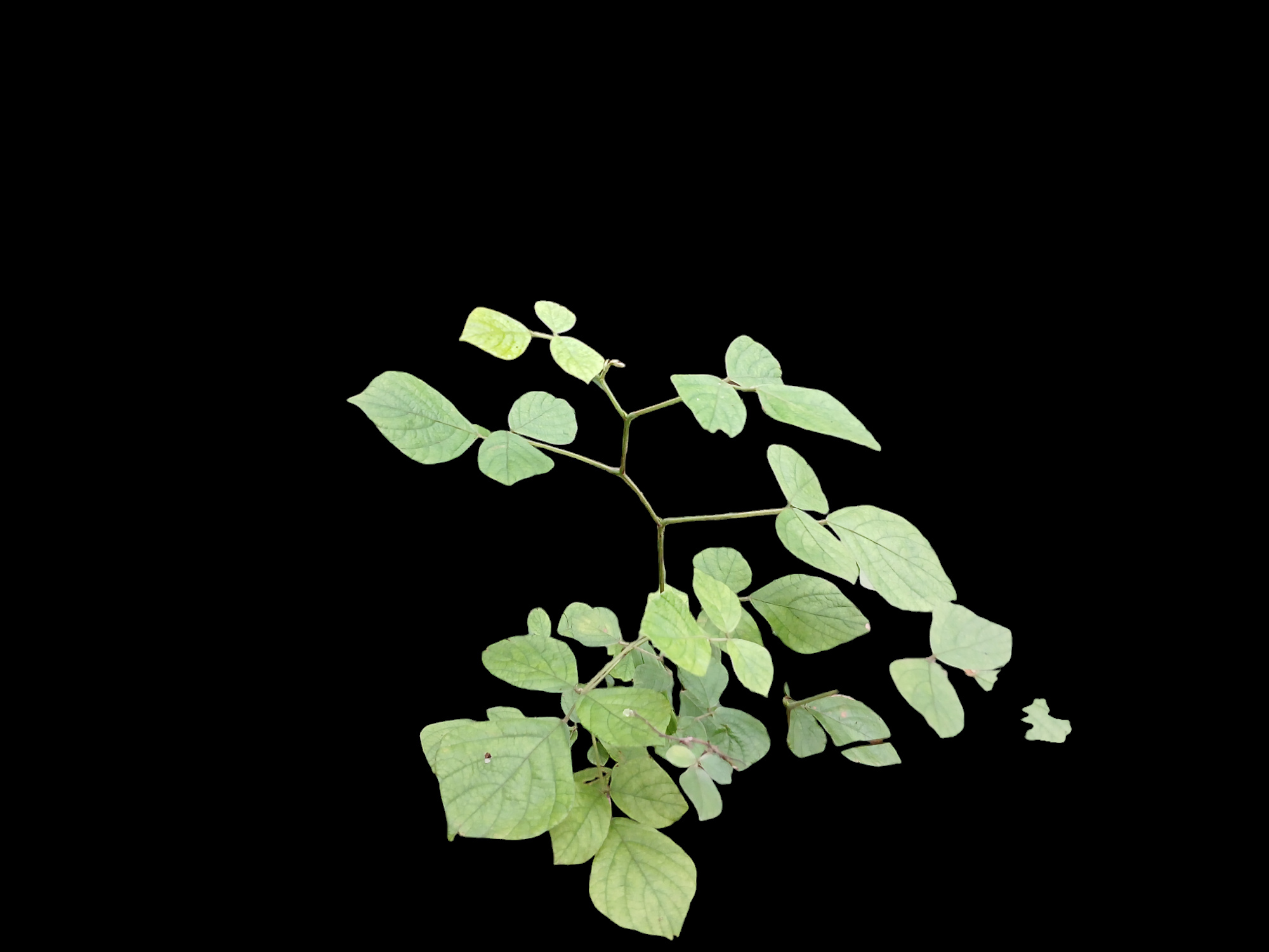 മൂവില – Native Plants