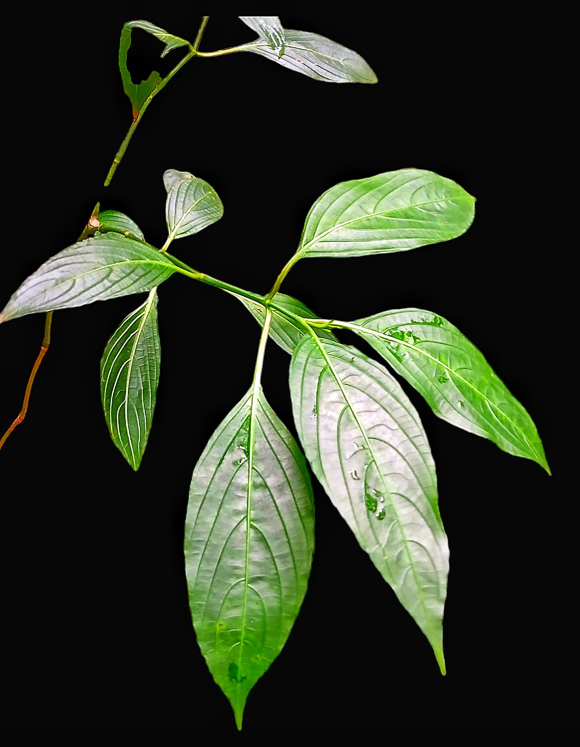 Chinese rain bell – Native Plants